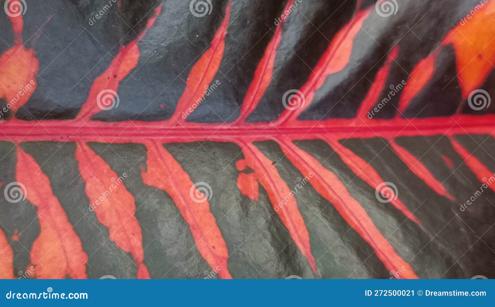 Unique Pattern of Red and Black Leaf Stock Image - Image of petal ...