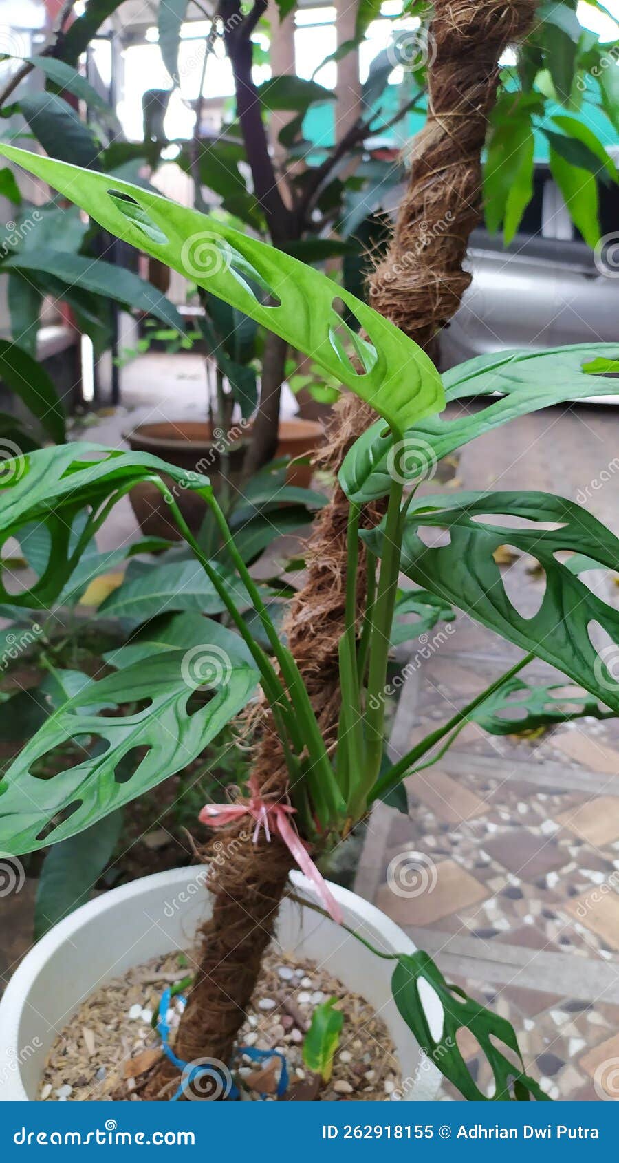 Unique Perforated Widow Plant Stock Image - Image of vegetable, shrub ...