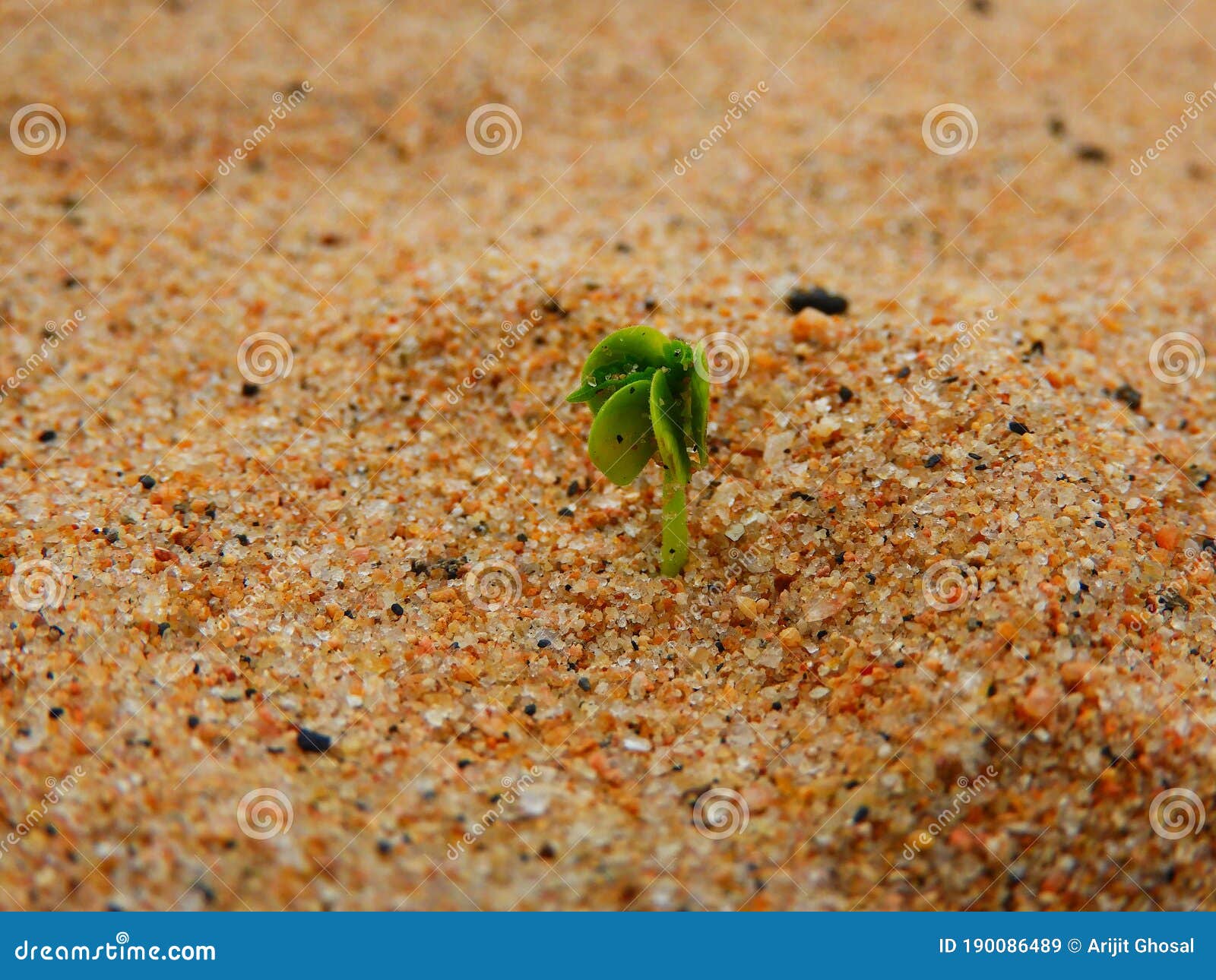A Unique Picture of a Tiny Plant Sapling Growing from Sand Stock Image ...