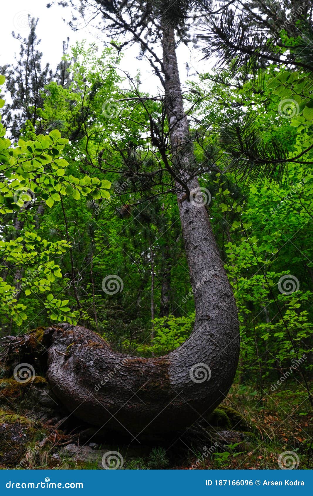 Unique Pine Tree Oddly Shaped and Crooked on a Forest Landscape ...
