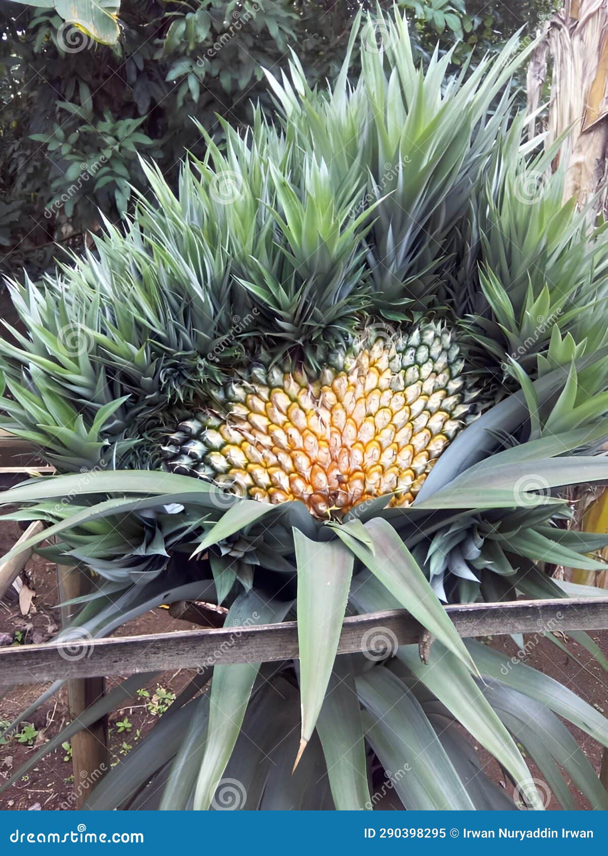 Unique pineapple fruits stock image. Image of twin, unique - 290398295