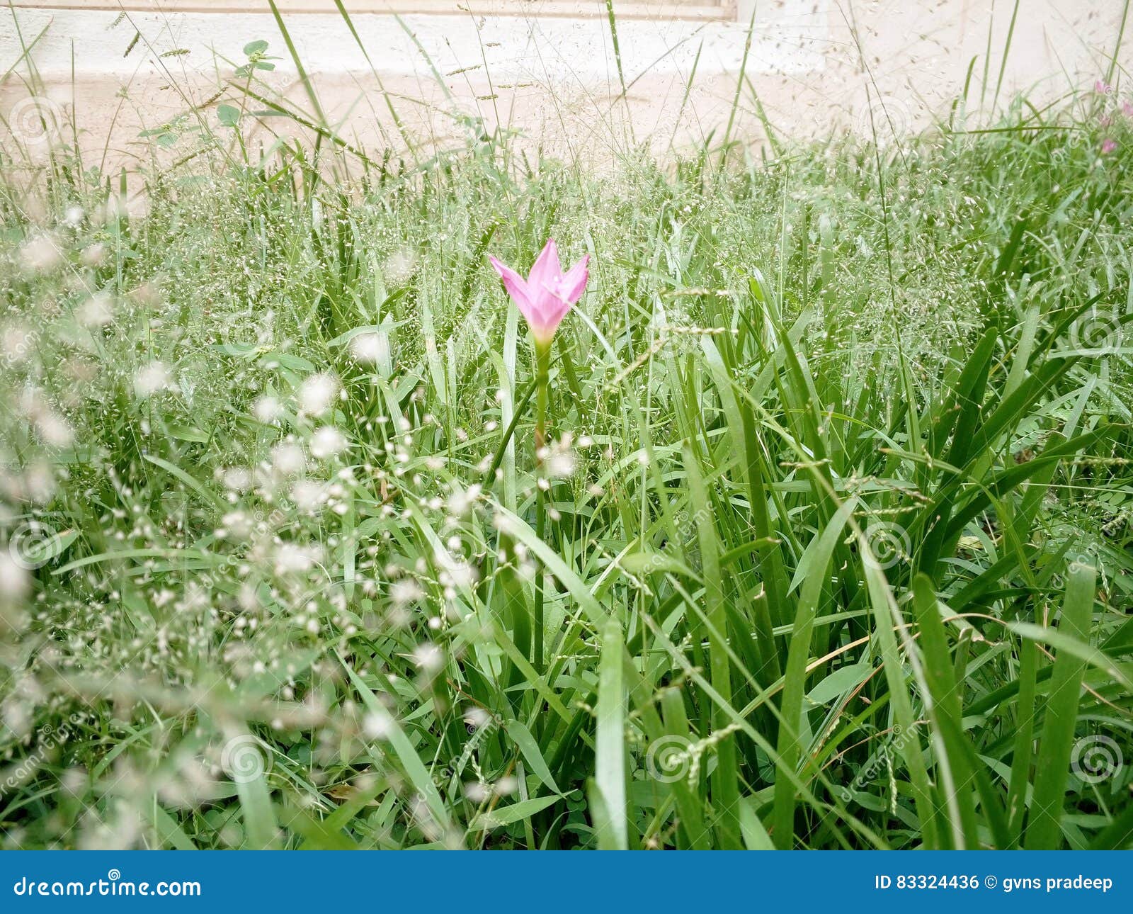 Unique pink flower stock photo. Image of flower, greenary - 83324436