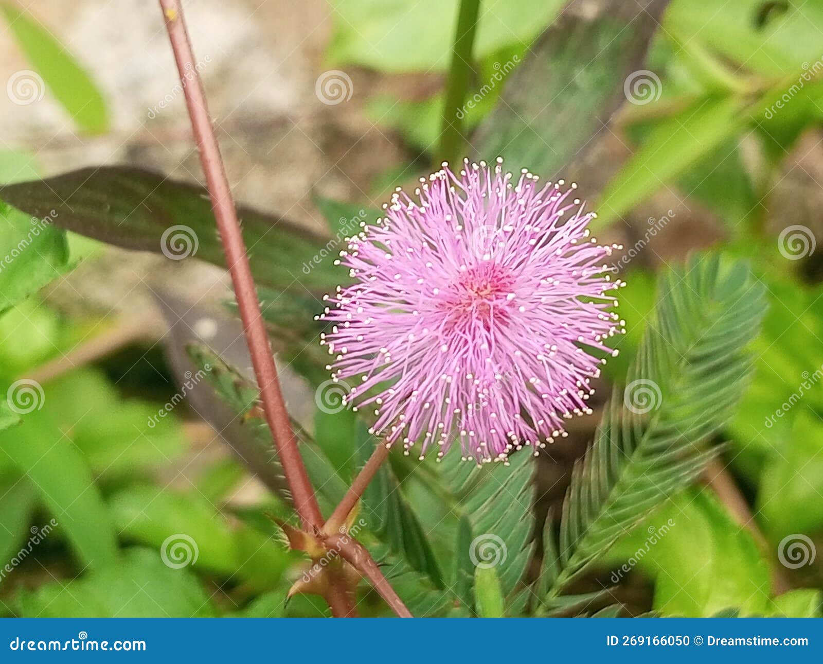 Unique pink flower stock photo. Image of food, blossom - 269166050