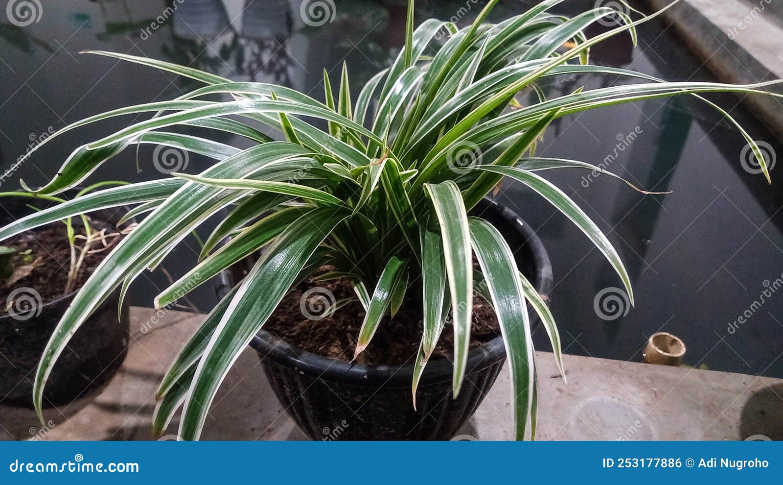 Unique Plant with White Lines on the Edges. Stock Photo - Image of ...