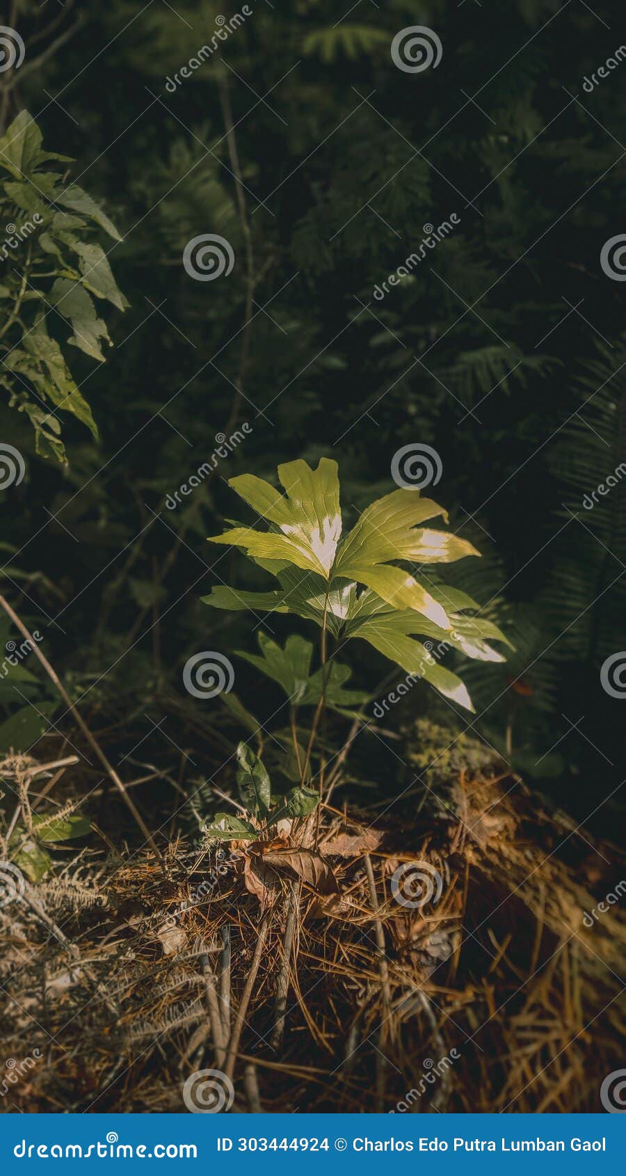 Unique Plants in Indonesia& X27;s Tropical Forests Stock Photo - Image ...