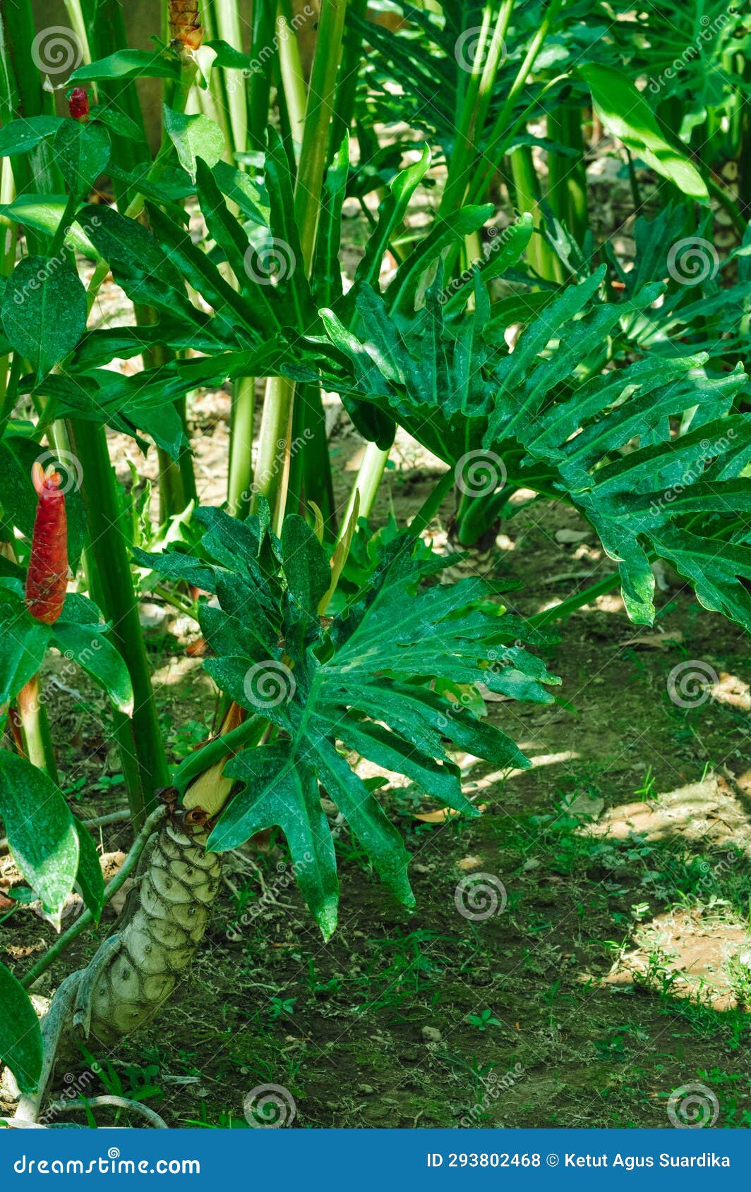 Unique Plants Lacy Leaf Philodendron Growing among Other Plants Stock ...