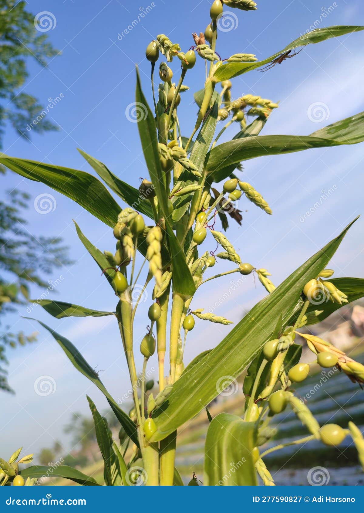 Unique Plants Like Corn Trees but Fruit Seeds Like Rice Stock Image ...