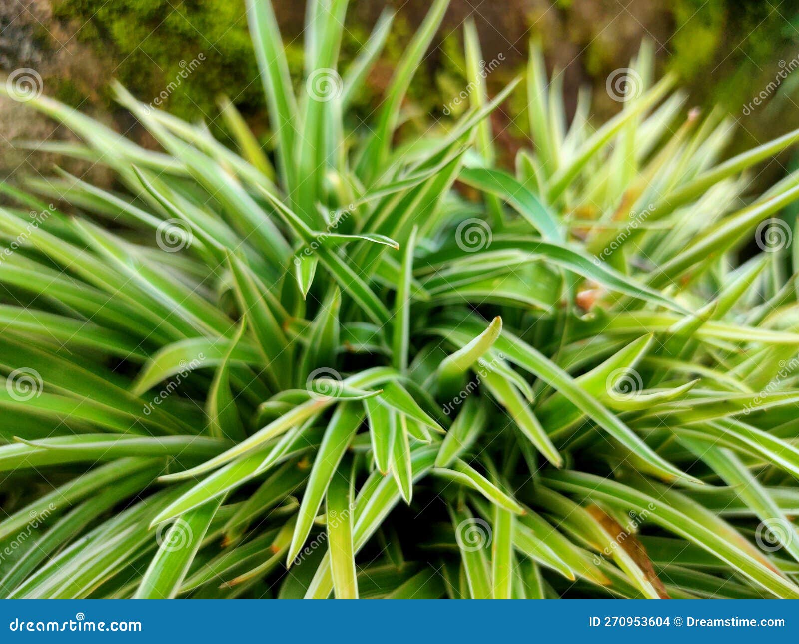 Unique Plants with Long and Sharp Leaves Like this Stock Photo - Image ...