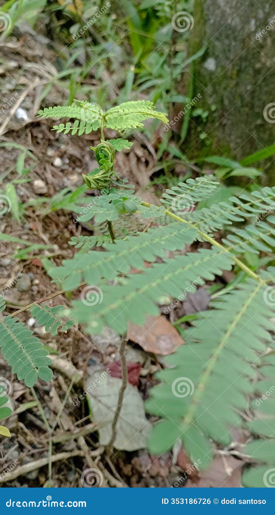 Unique Plants Try To Live with All Their Efforts Stock Photo - Image of ...