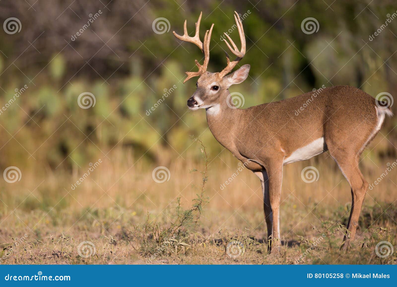 Unique rack stock photo. Image of hiding, bleat, crockett - 80105258