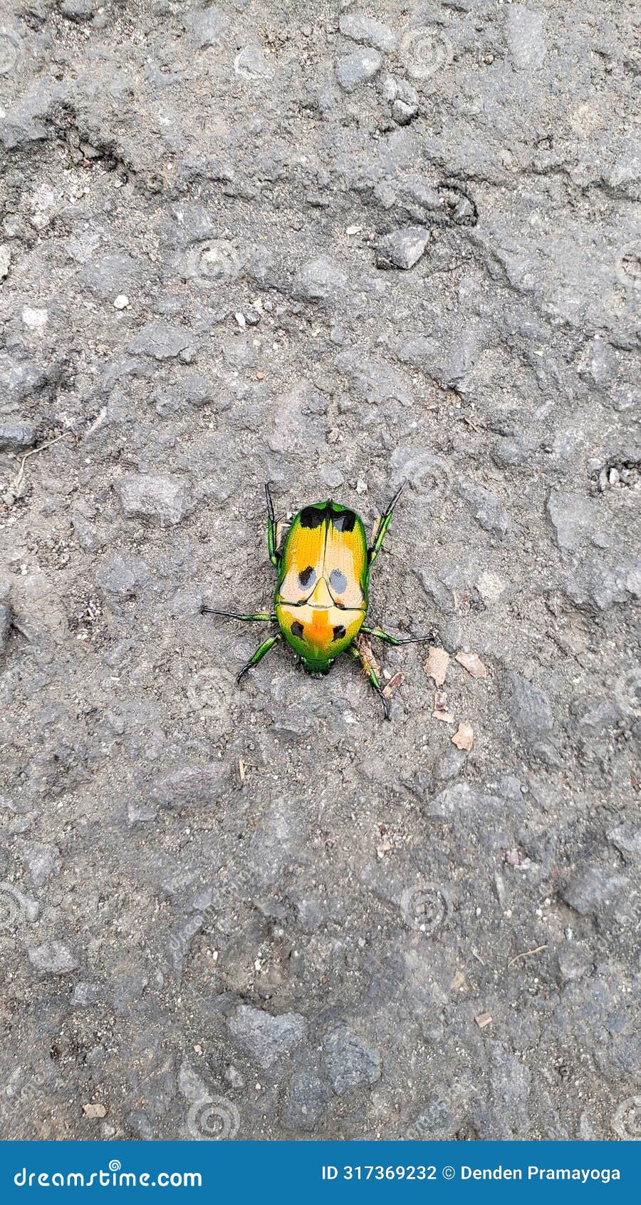 Unique and Rare Beetles with Beautiful Colors Stock Photo - Image of ...