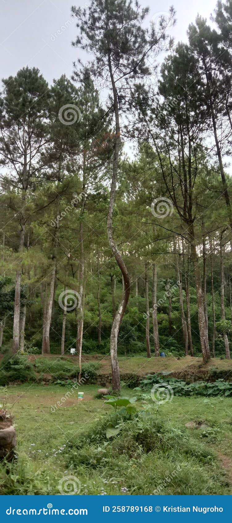 Unique and rare tree shape stock photo. Image of wetland - 258789168