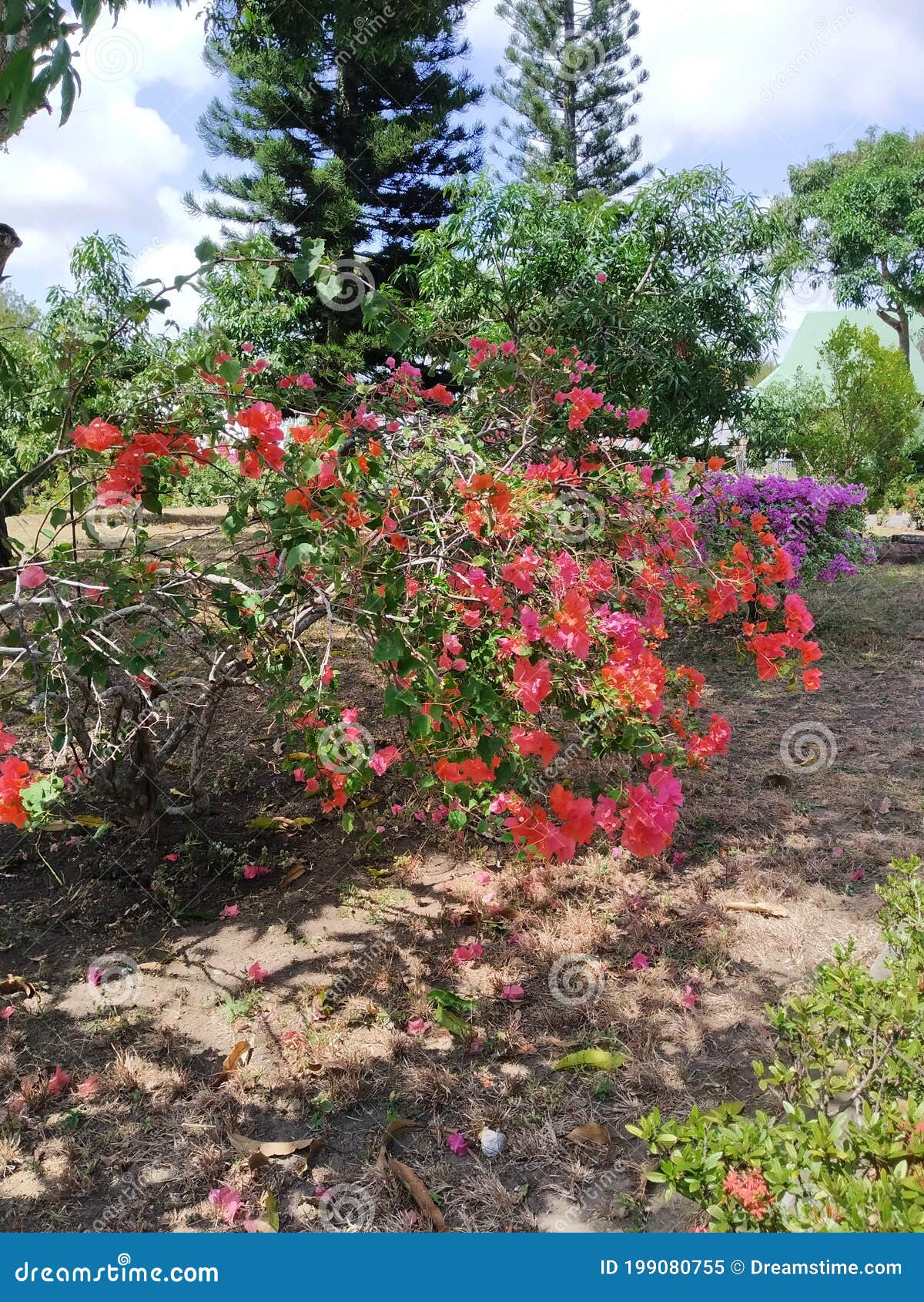 A Unique Red Flowers stock image. Image of garden, nature - 199080755