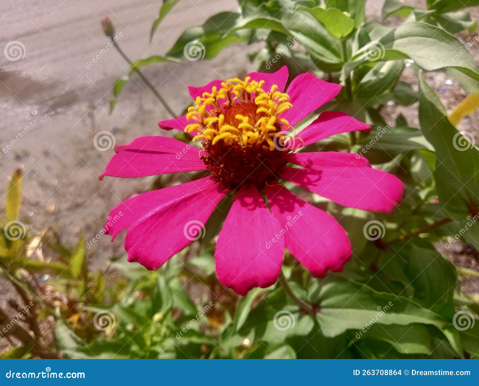 A unique and red sunflower stock photo. Image of pink - 263708864