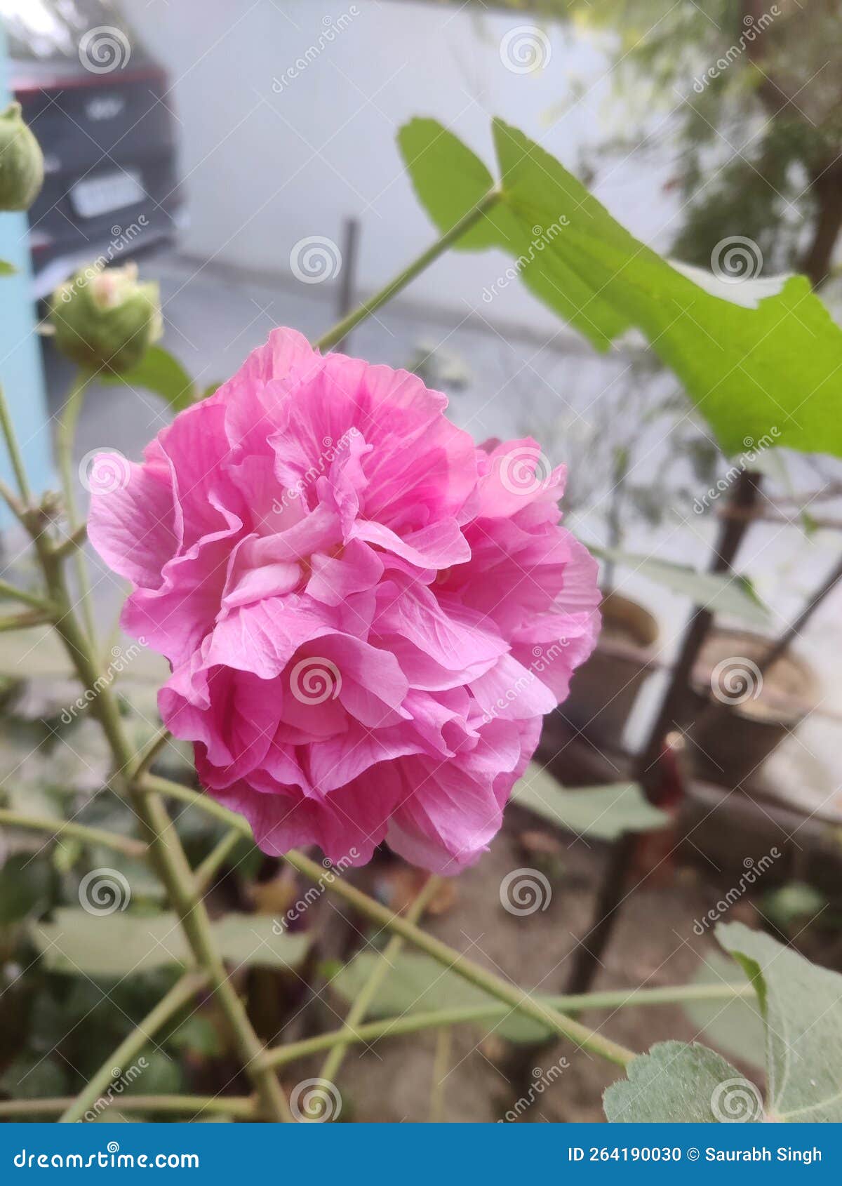 A Unique Rose stock photo. Image of shrub, unique, rose - 264190030