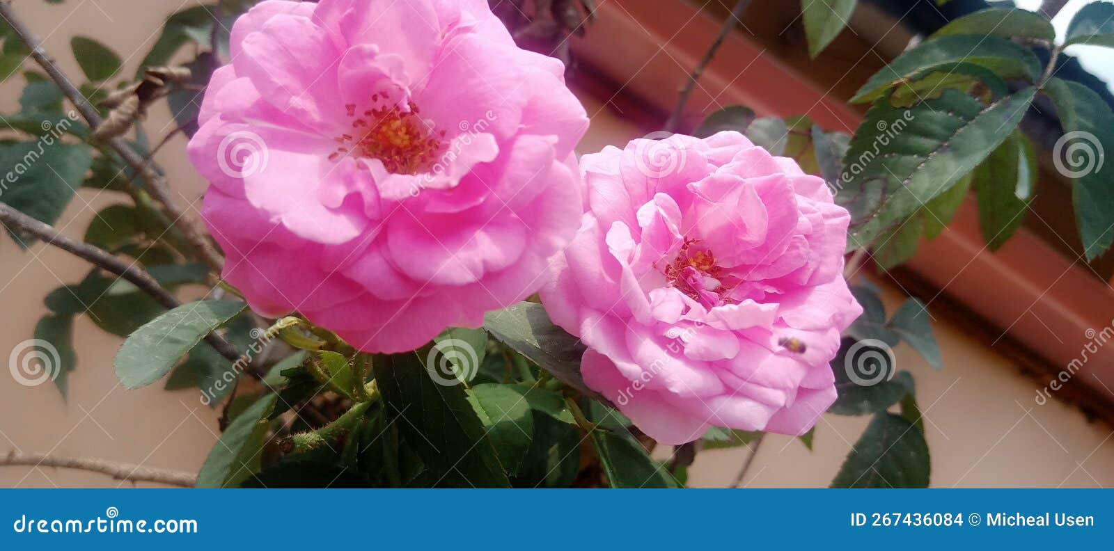 Unique Rose flowers stock photo. Image of flowers, rose - 267436084