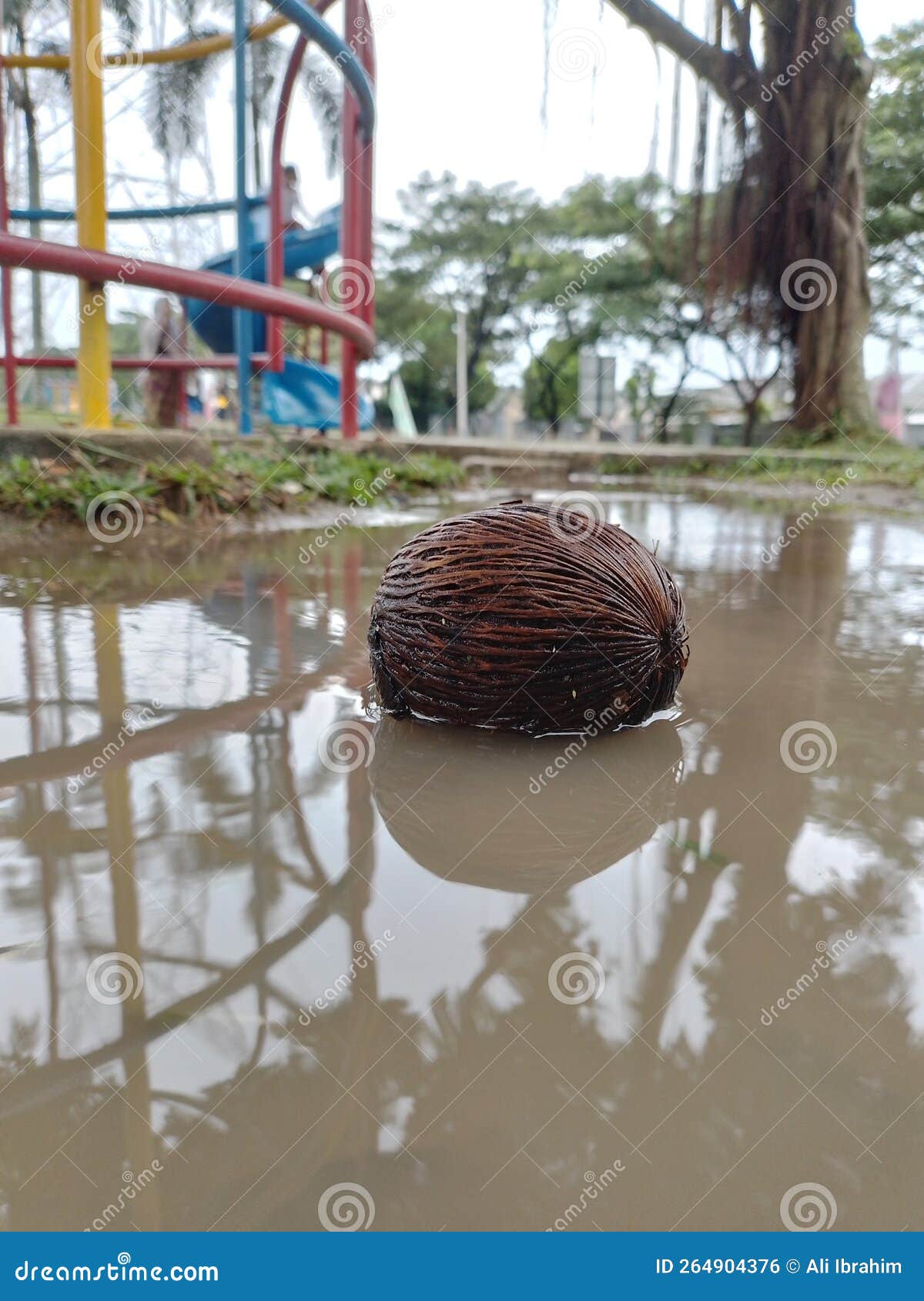 Unique Round Fruit with a Unique Texture Too. Which Had Dried in a ...