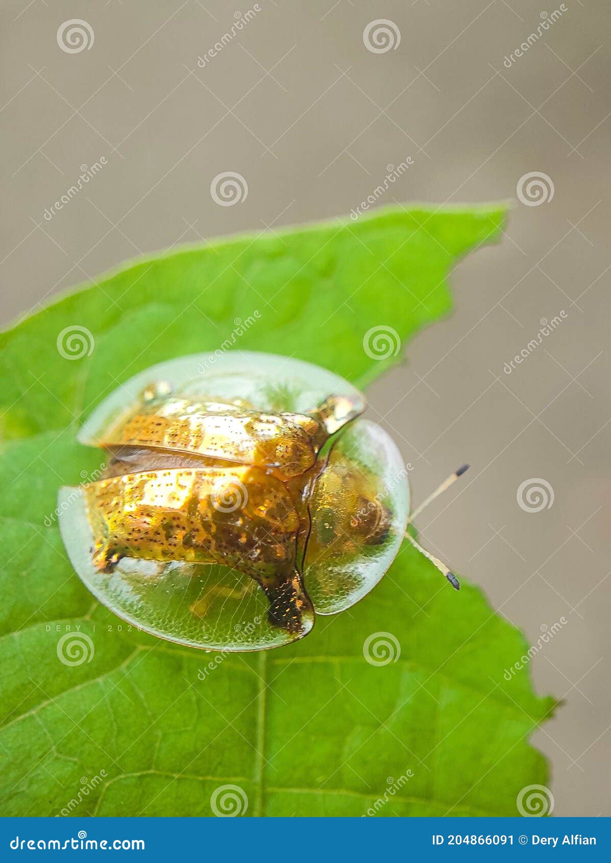 Unique Round Insects Typical of Indonesia Stock Image - Image of round ...