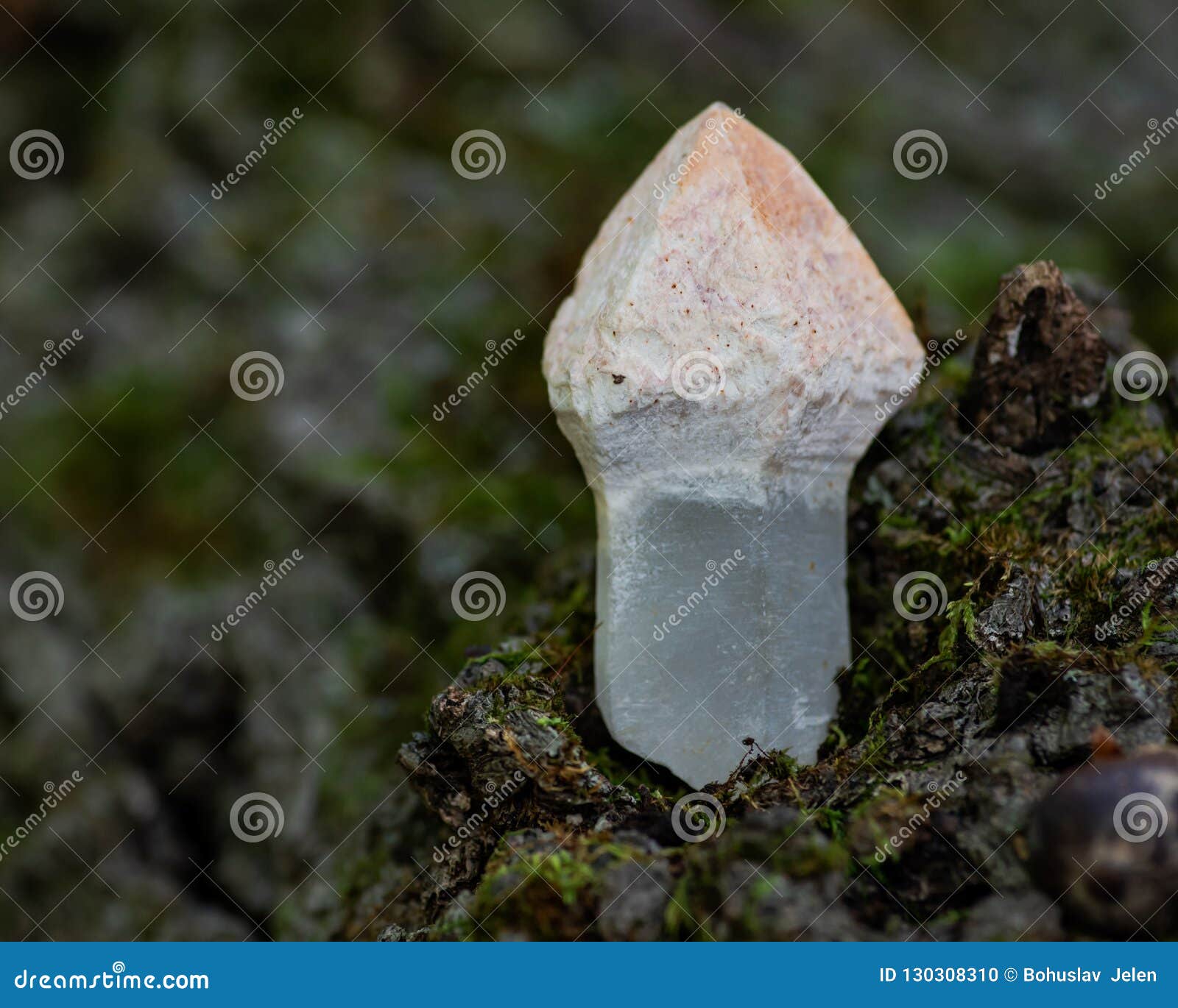 Unique Scepter Quartz Point from Brazil on a Tree Bark in the Forest ...