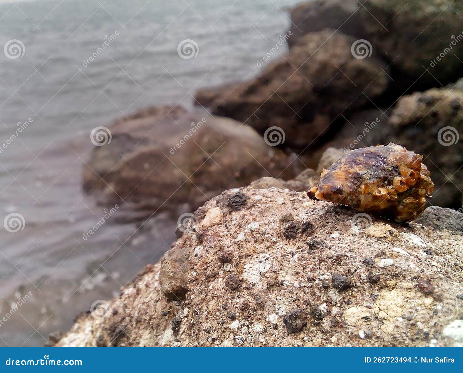 An Unique Sea Shell on a Rock Stock Photo - Image of mollusca, unique ...