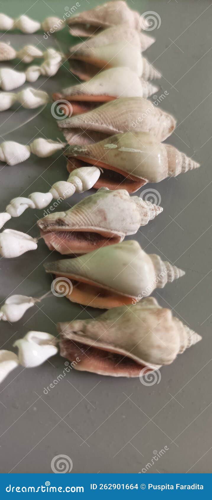 Unique Sea Shell Wall Hangings Stock Photo - Image of unique, hangings ...
