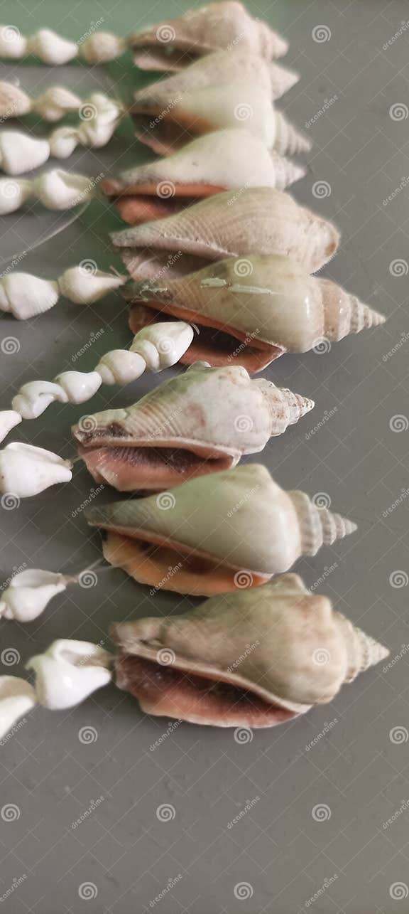 Unique Sea Shell Wall Hangings Stock Photo - Image of unique, hangings ...
