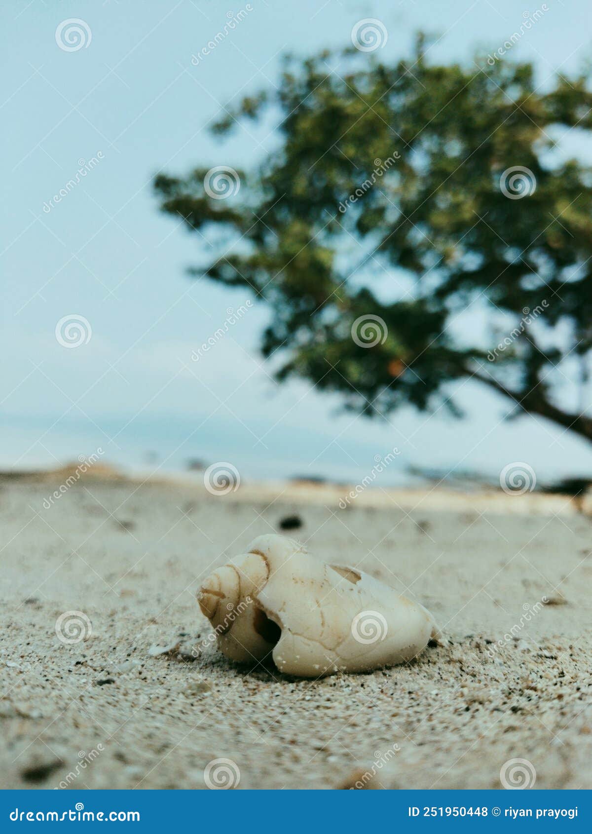 Unique sea shells stock photo. Image of leaf, branch - 251950448
