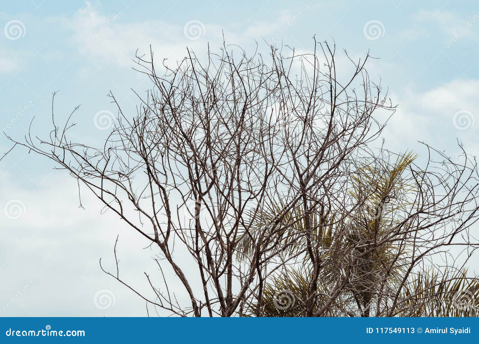 Unique Shape,dead Trees Texture Shot from Bottom To Top for Environment ...