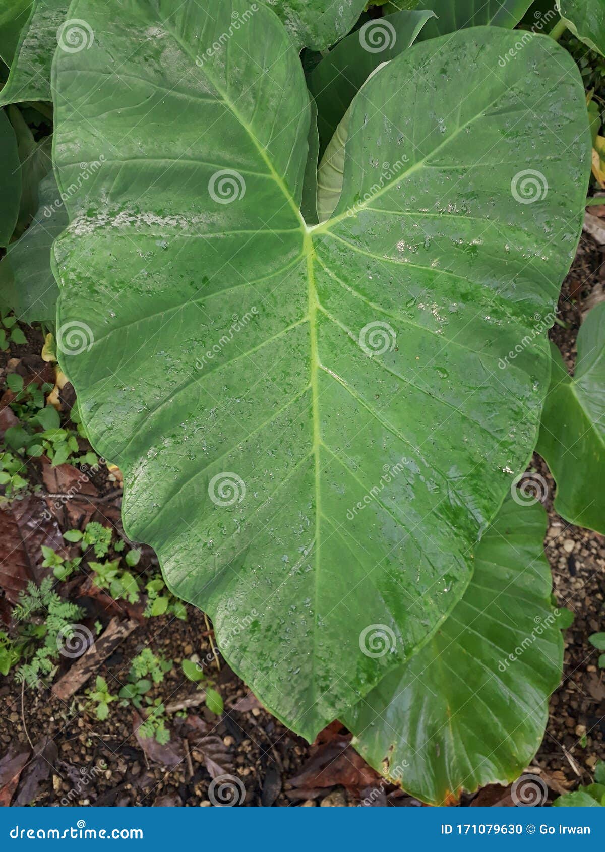 Unique Shape of Leaves at East Indonesia Stock Photo - Image of green ...