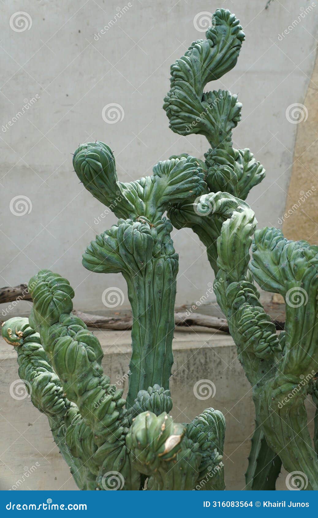 The Unique Shape of Myrtillocactus Geometrizans Monstrosus Cactus Stock ...