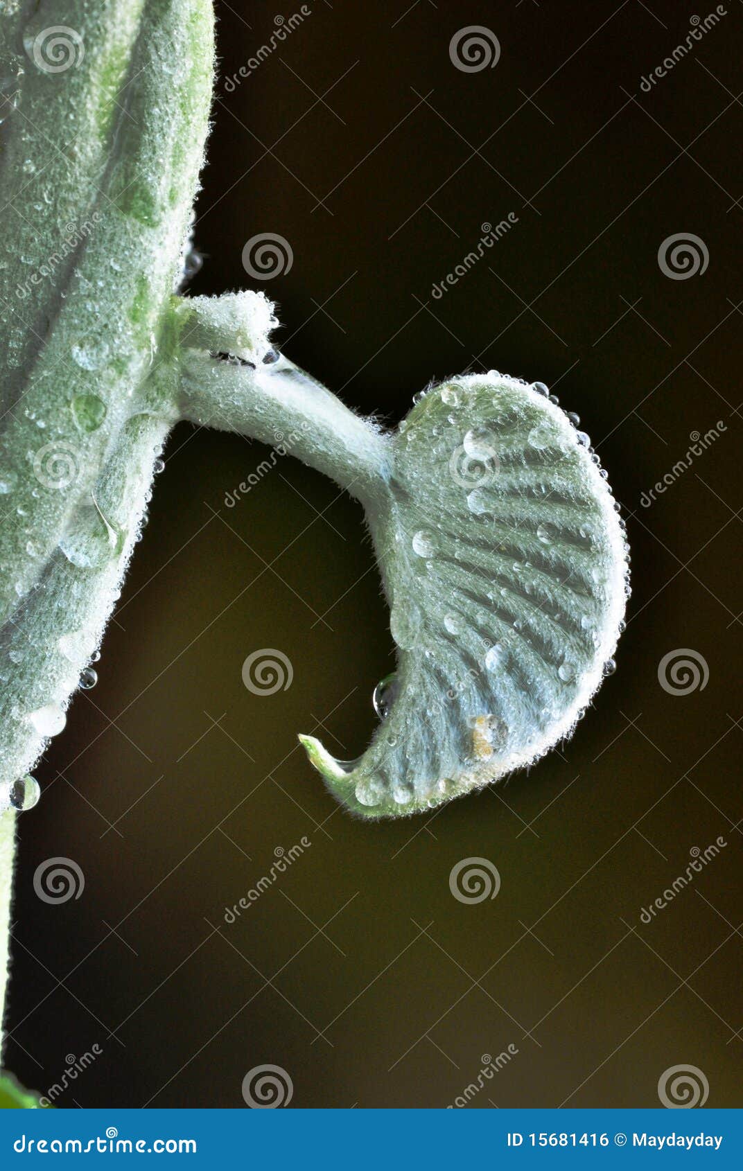 Unique Shape from Nature stock photo. Image of wing, shape - 15681416