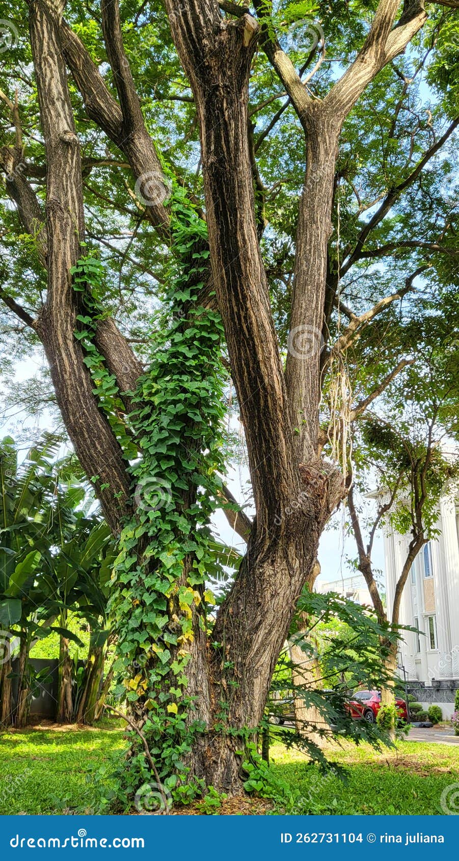 Unique shape tree branches stock photo. Image of leaf - 262731104