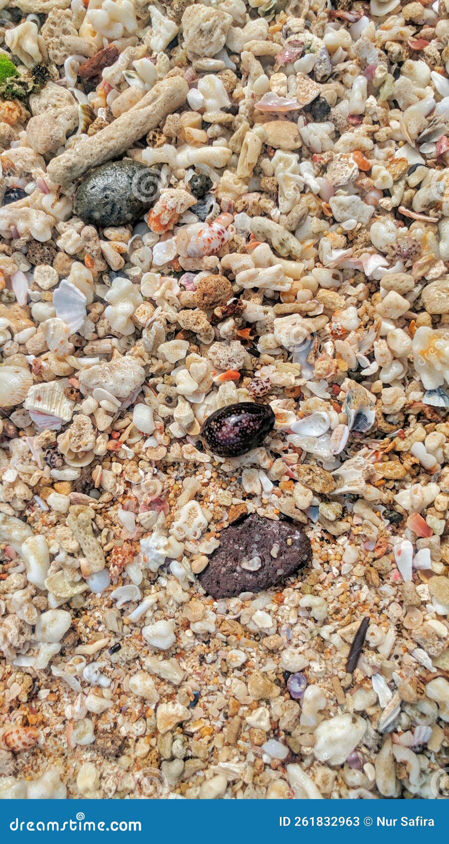 An Unique Shell on the Beach Stock Image - Image of shell, beach: 261832963