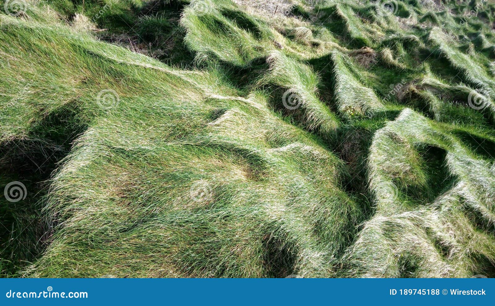 Unique Shot of Vibrant Green Grass Dancing with the Wind Stock Photo ...