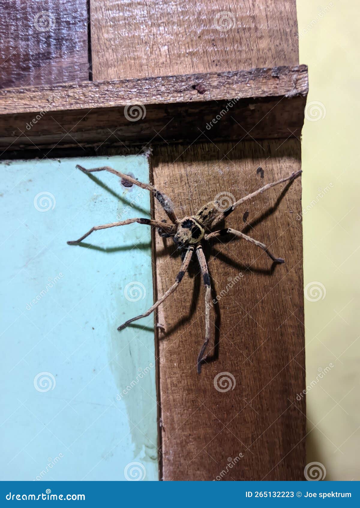 A Unique Six-legged Spider and Brown Stock Image - Image of sketch ...