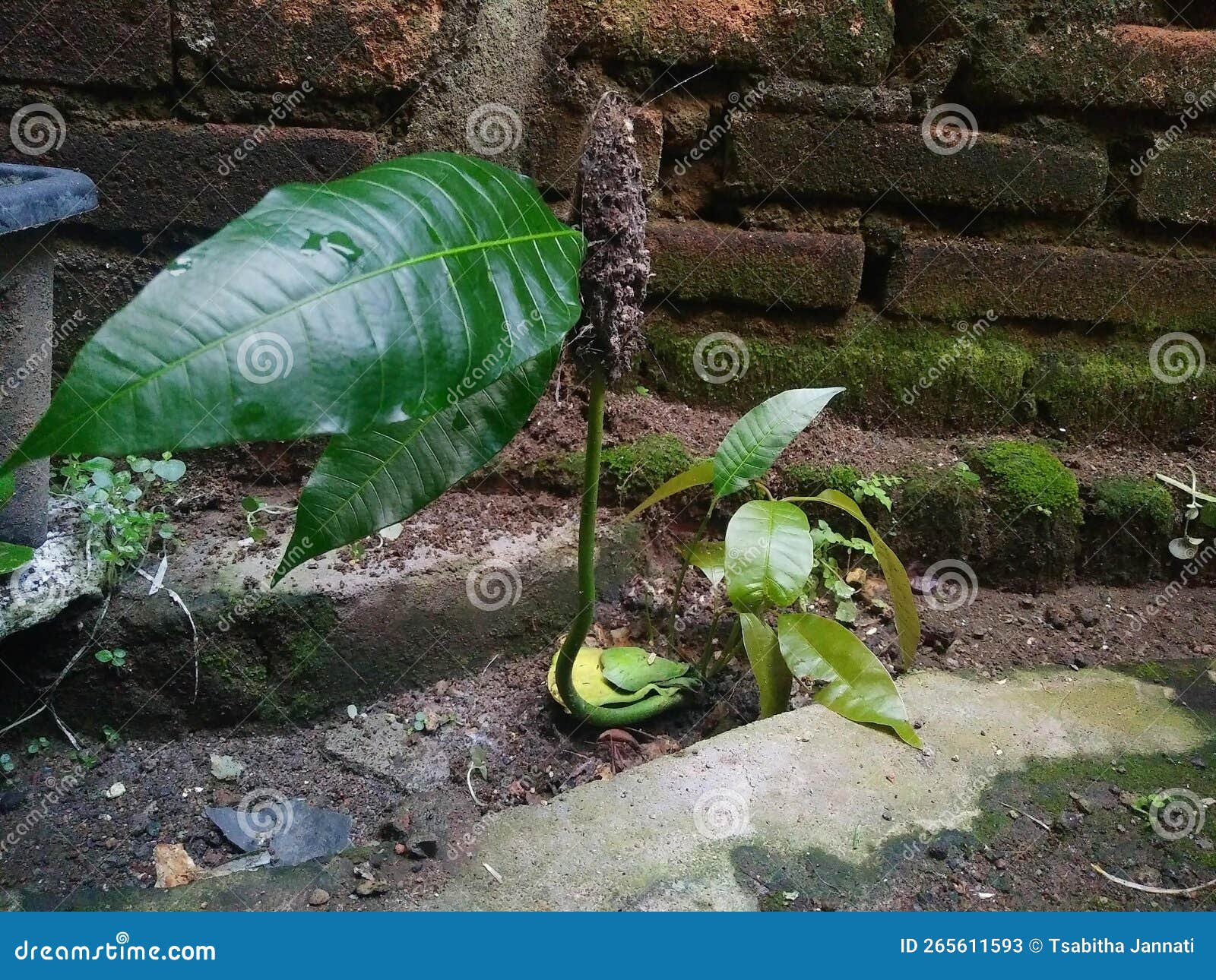 Unique Small Mango Tree Plant Growing from a Seed that Grows Upward ...
