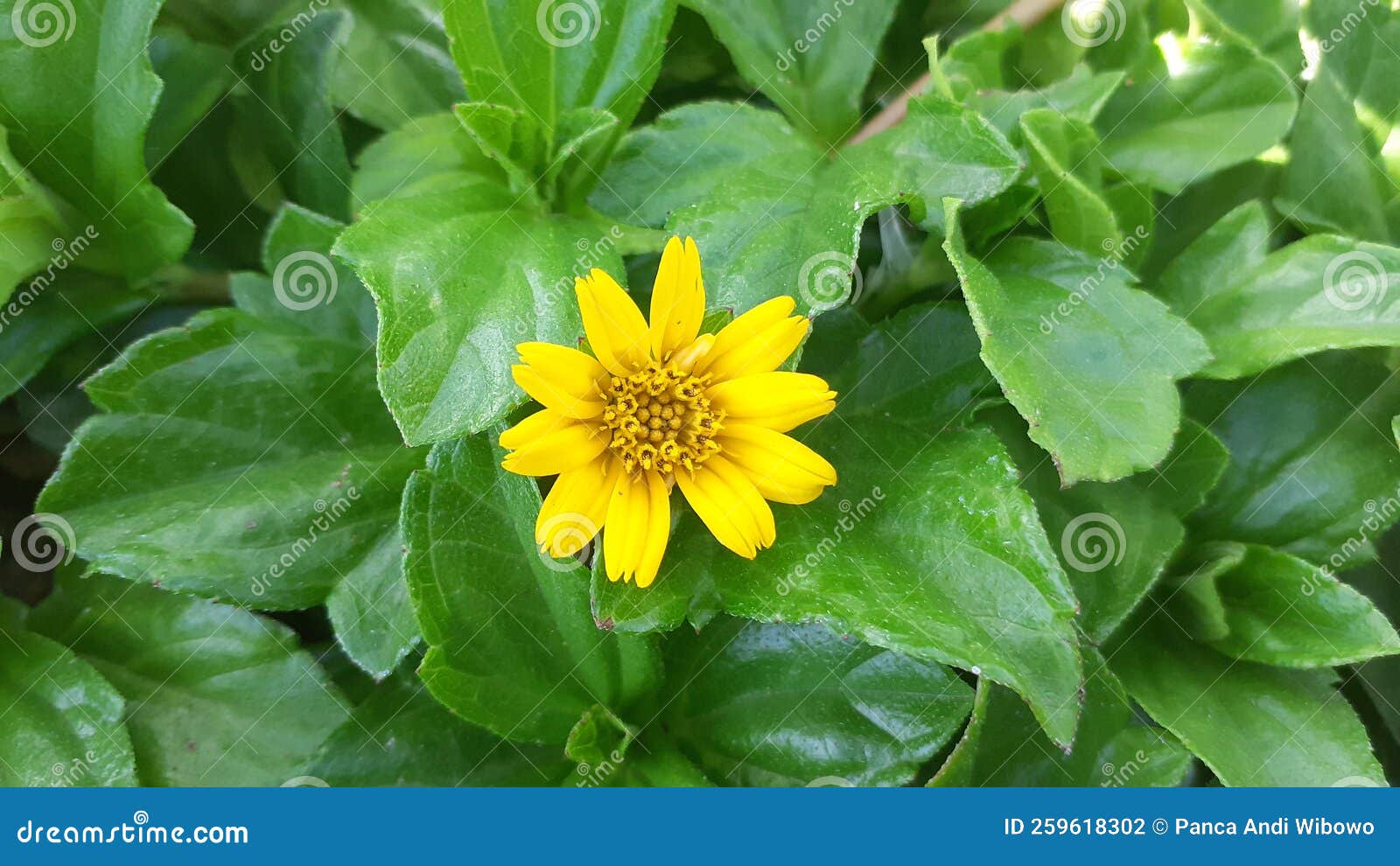 A Unique Small Yellow Flower on Green Leaves Stock Photo - Image of ...