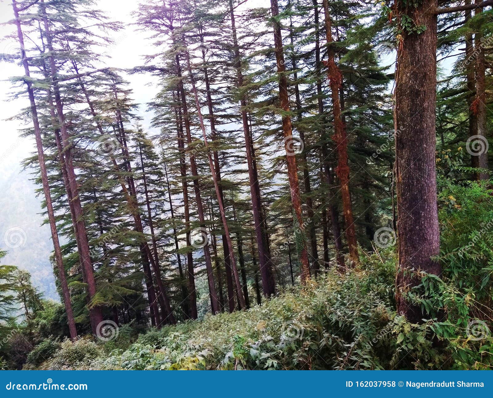 A Unique Snapshot of Devdar Conifer Trees with White Clouds in the Sun ...
