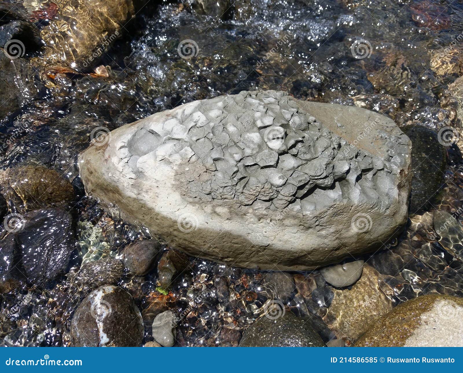 Solid rock is scaly stock image. Image of tree, fungus - 214586585