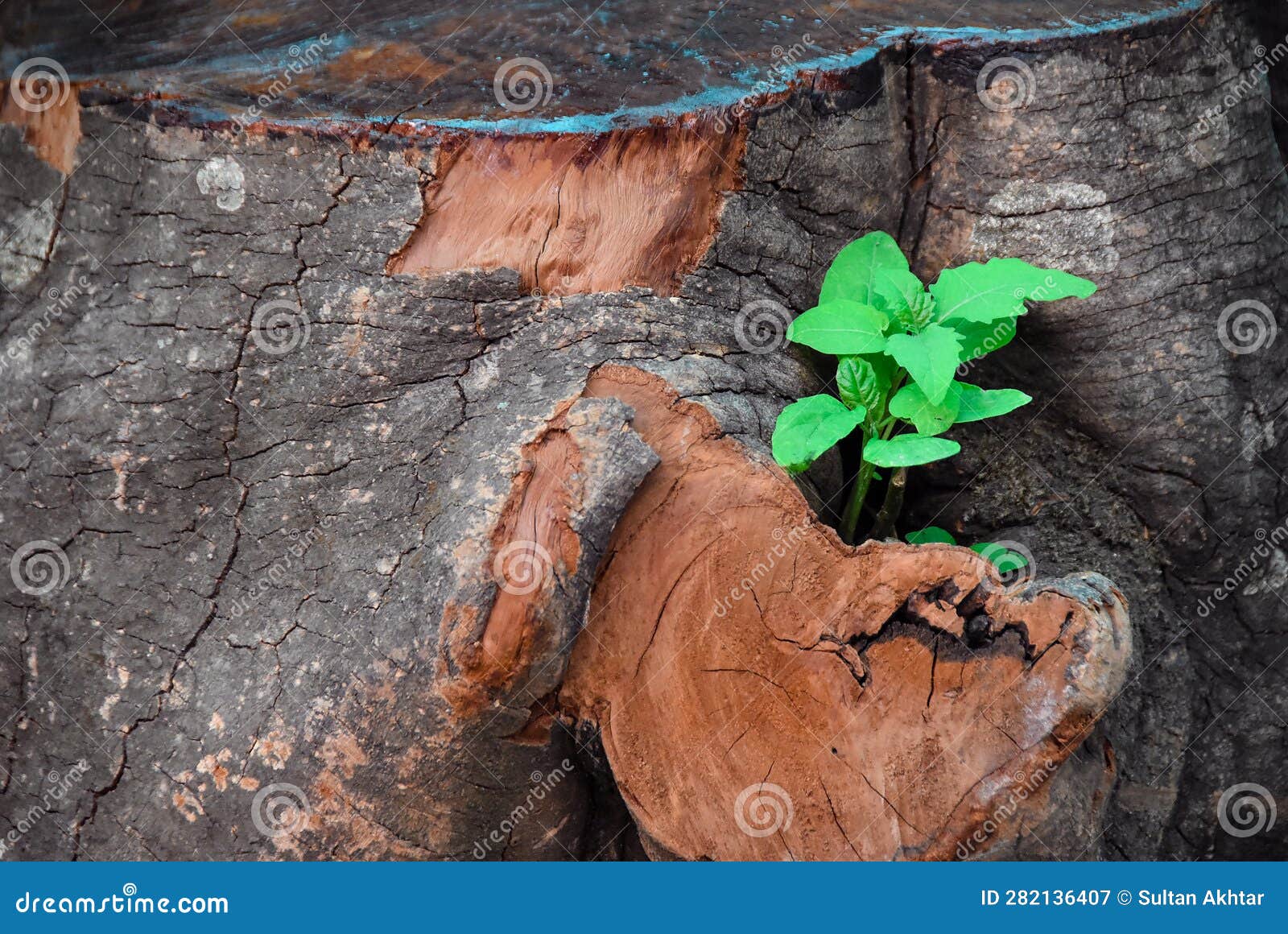 Unique Solid Tree Root Table with Growing Green Plants Stock Image ...