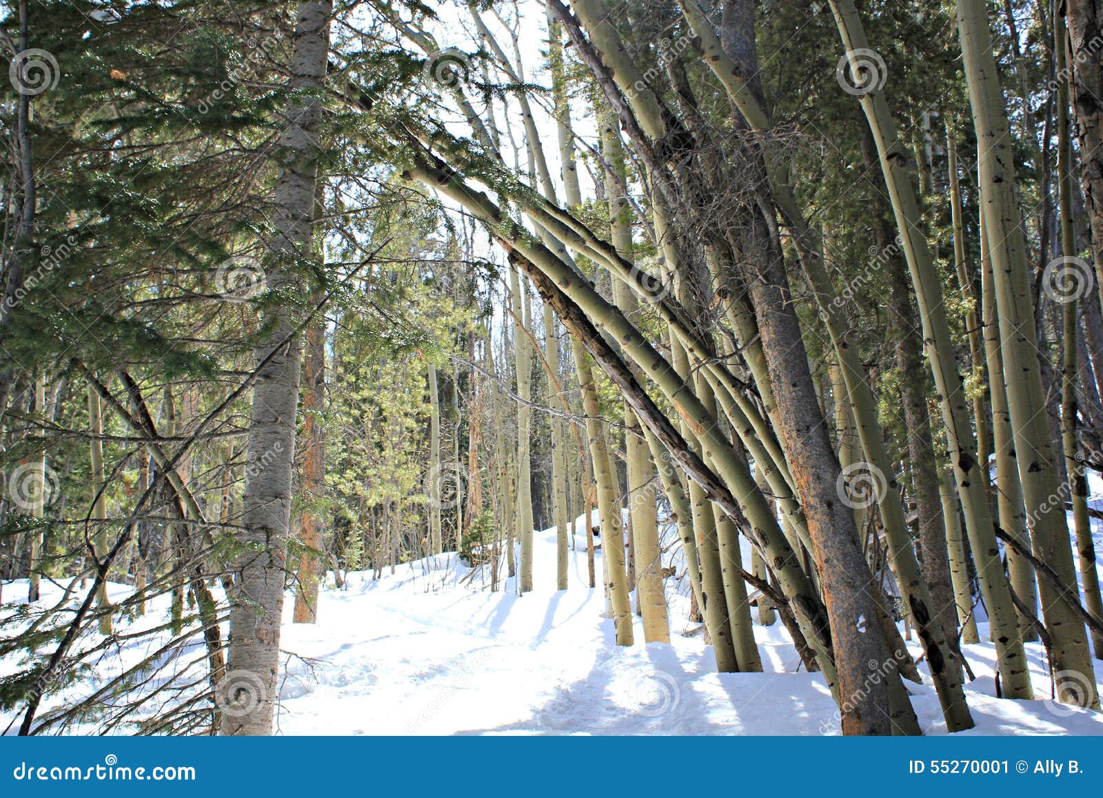 Unique stock image. Image of rockymountains, slanted - 55270001