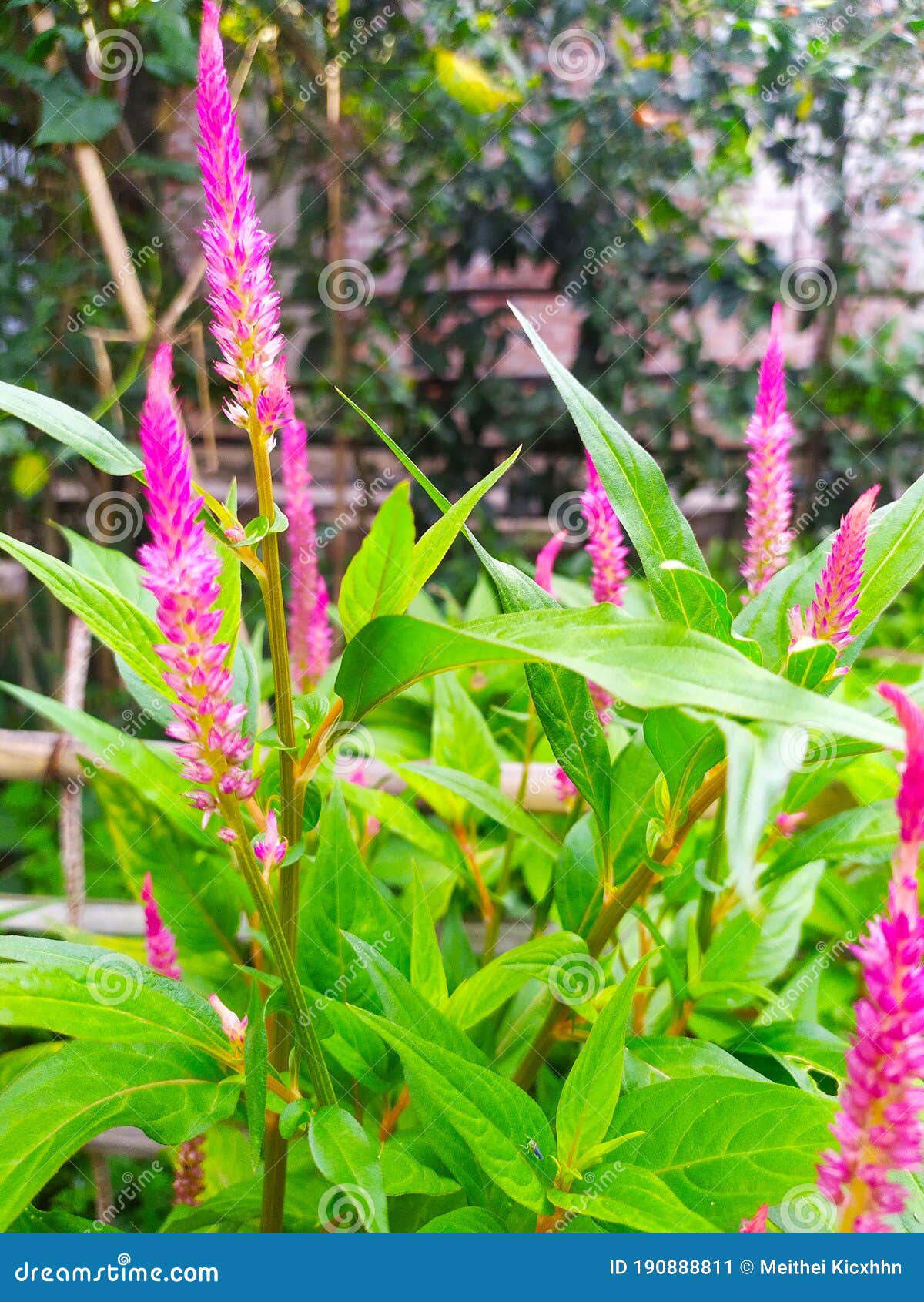 An Unique Special Pink Colour Flower S Stock Image - Image of flower ...