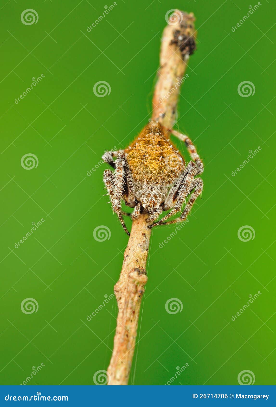 Unique spider stock photo. Image of background, insect - 26714706