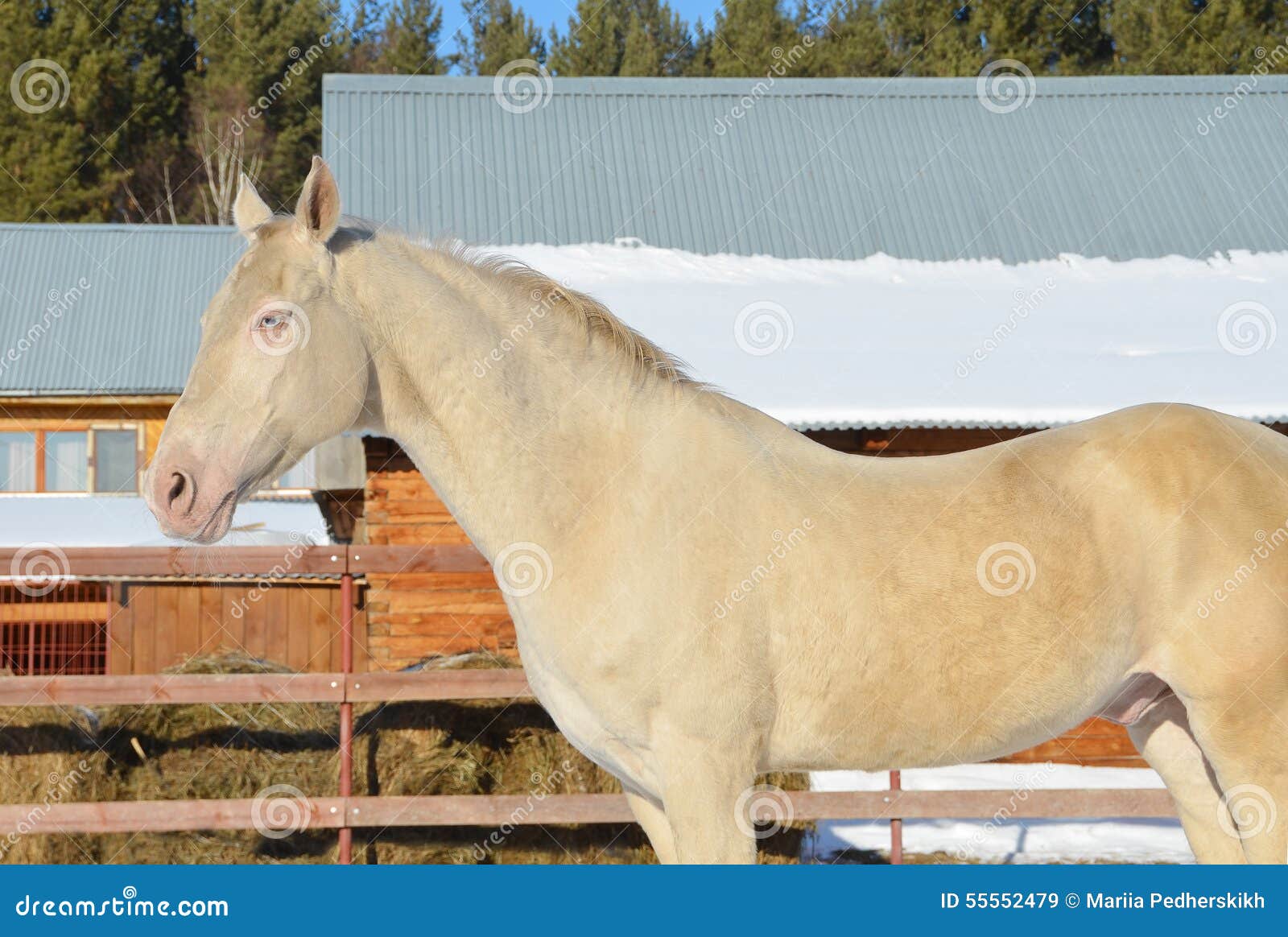 Unique Stallion at Walk stock image. Image of isabella - 55552479