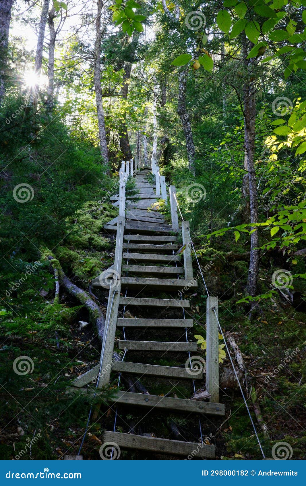 Unique Steps Suspended on Cables in New Brunswick, Fundy Trail Stock ... Unique Steps Suspended on Cables in New Brunswick, Fundy Trail Stock ...