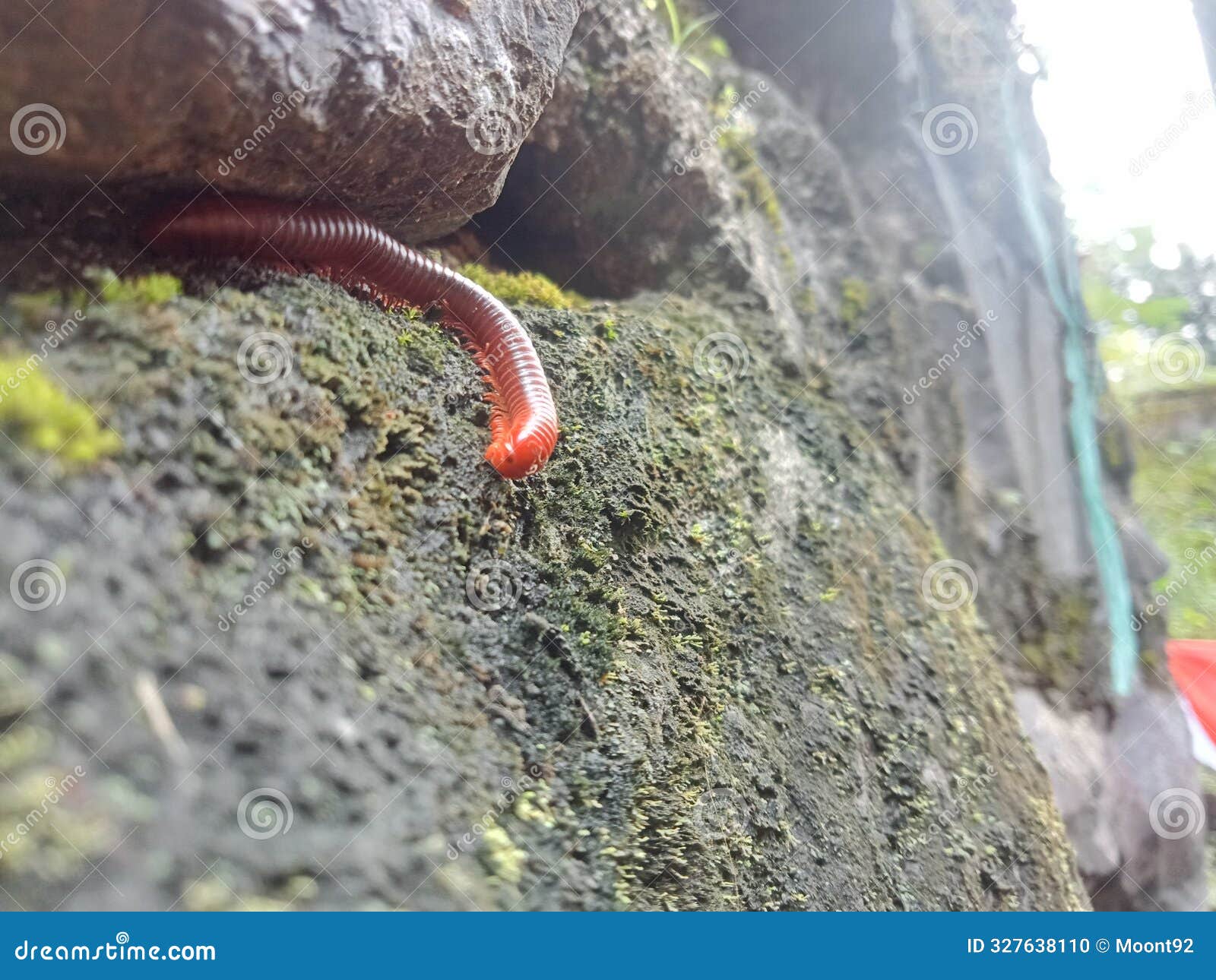 Unique Stone Animals in Indonesia Stock Photo - Image of animals ...
