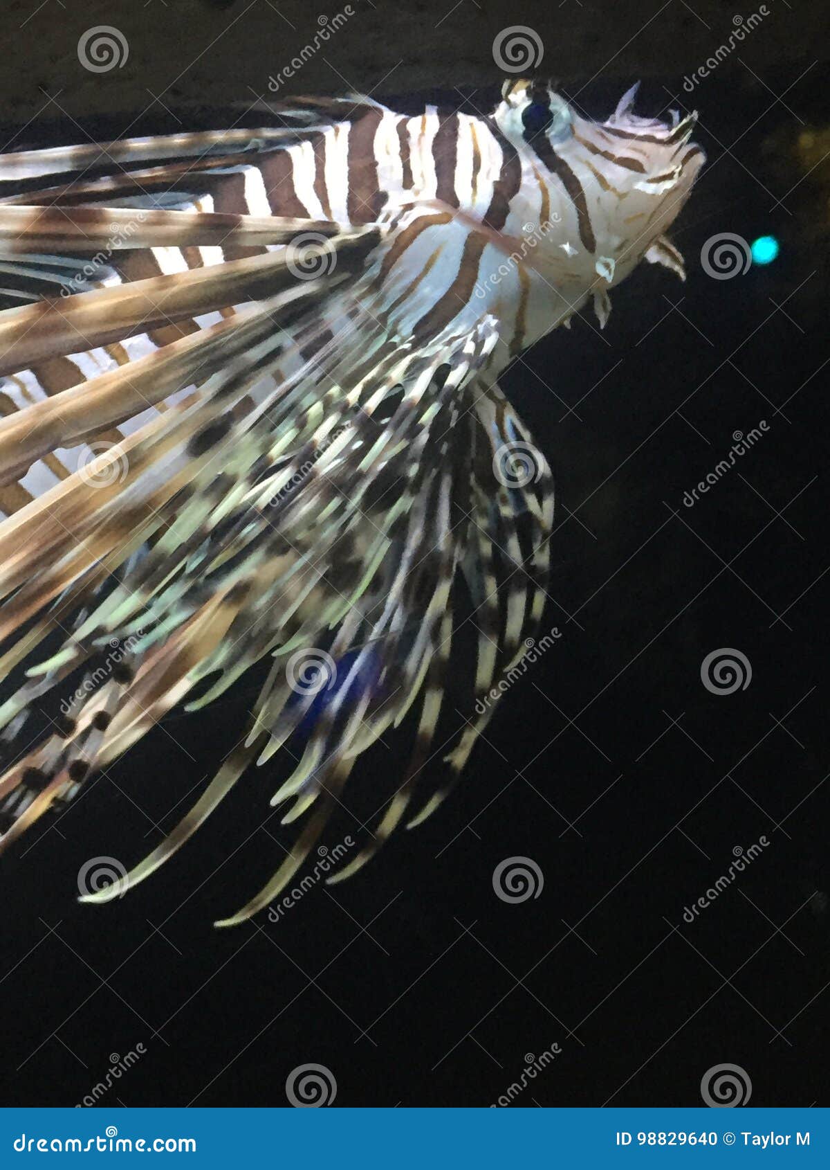 Unique Striped Fish stock photo. Image of unique, destin - 98829640