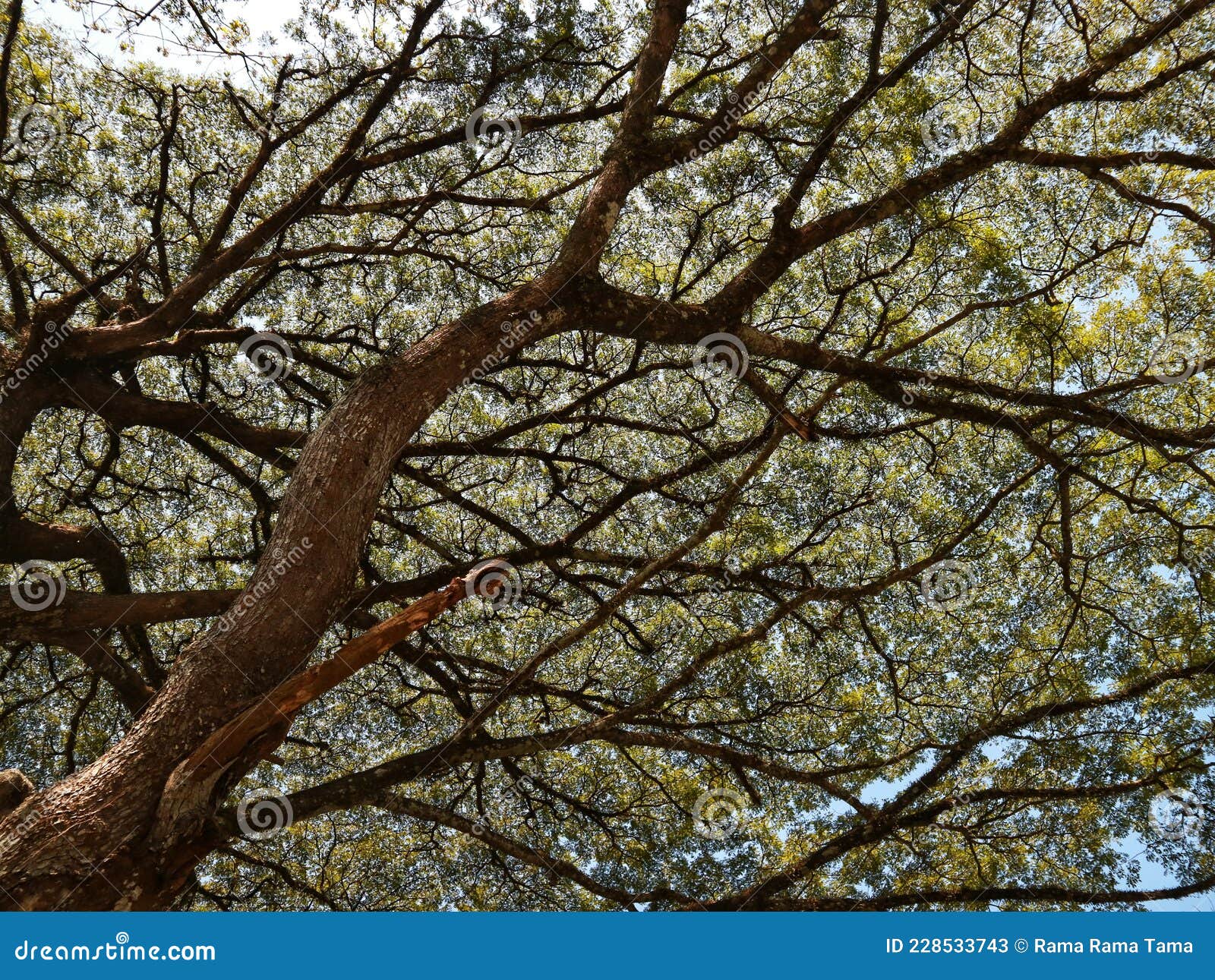The Unique Structure of the Branches on the Tree Stock Image - Image of ...