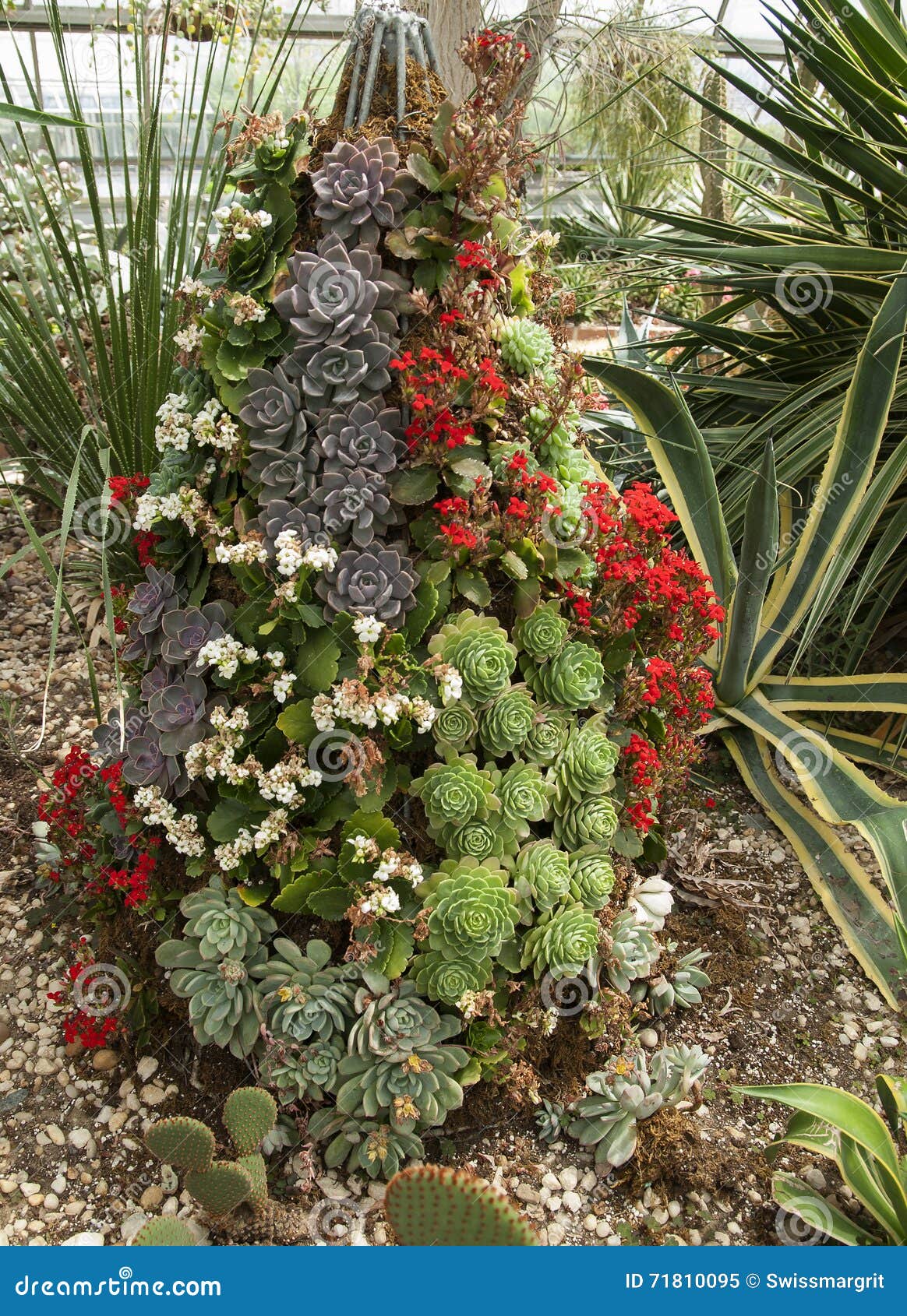 The unique succulent tree stock image. Image of ornamental - 71810095