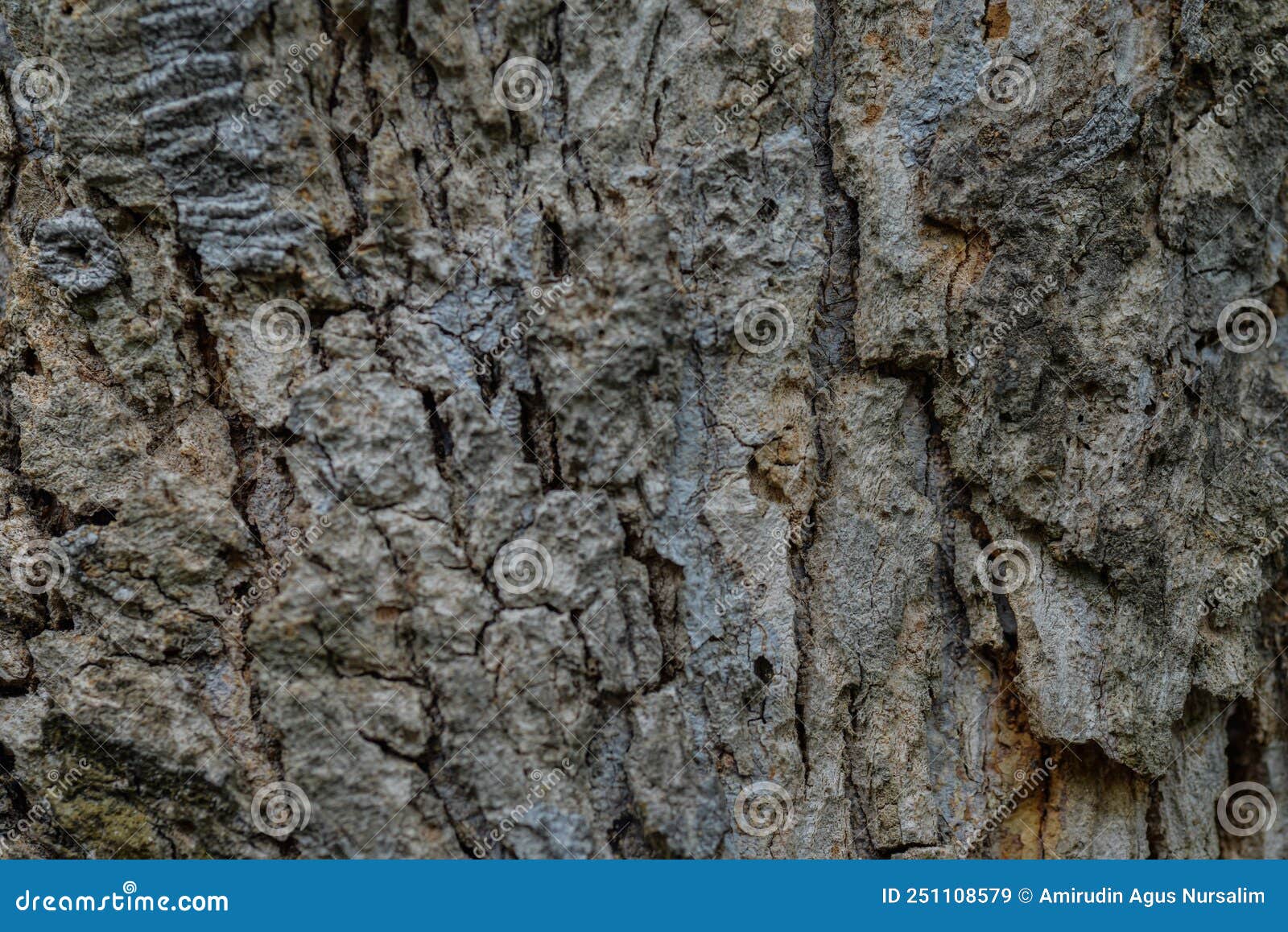 Unique Texture of Old Tree Bark Starting To Rot Stock Image - Image of ...